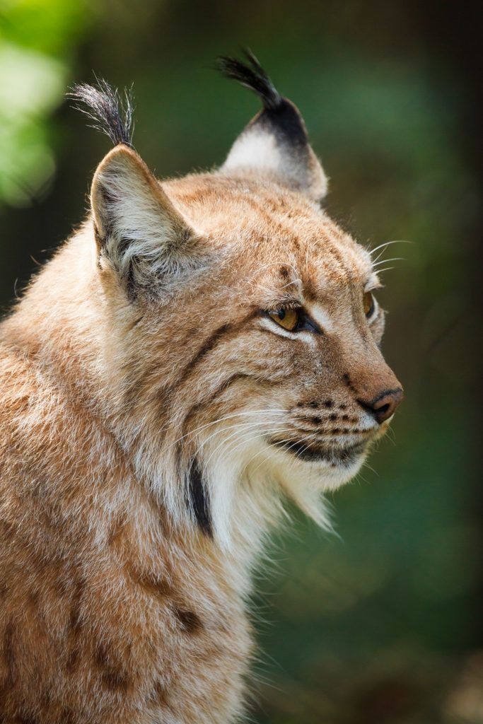 Lawsuit Filed to Protect Wolves, Lynx From PolyMet Copper Mine in ...