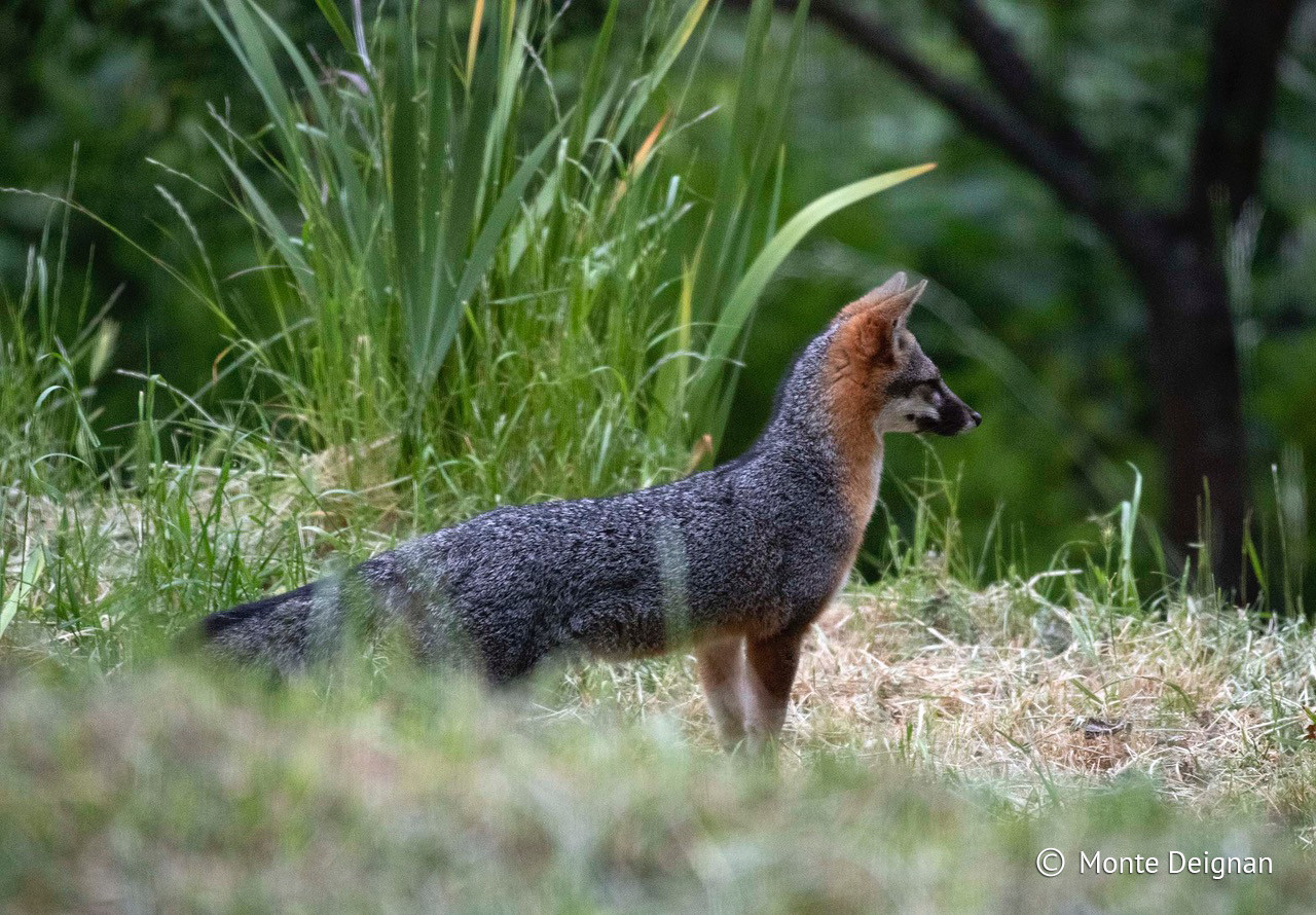 Project Coyote ~ Promoting Coexistence Between People & Wildlife ...