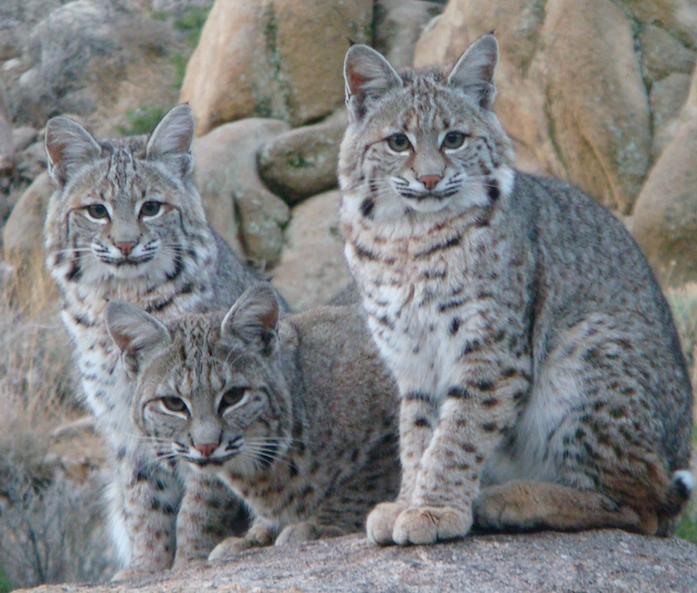 Rewilding Earth Welcome - Home of the Rewilding Institute