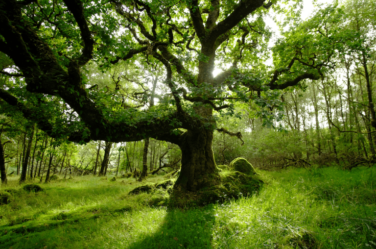 Rewilding Scotland - Rewilding