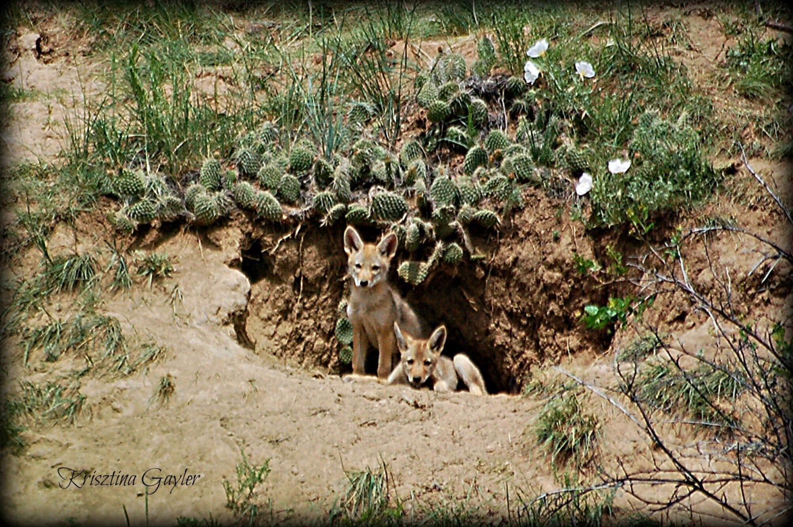 Photo Essay: Coyote Pups in the Northern Rockies - Rewilding