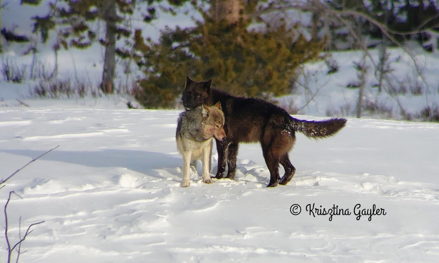 Photo Essay: Wolf Breeding Season - Rewilding