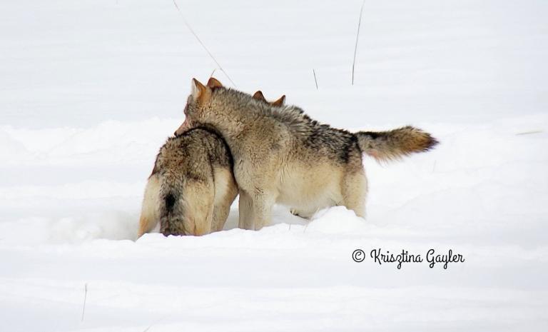 Photo Essay: Wolf Breeding Season - Rewilding