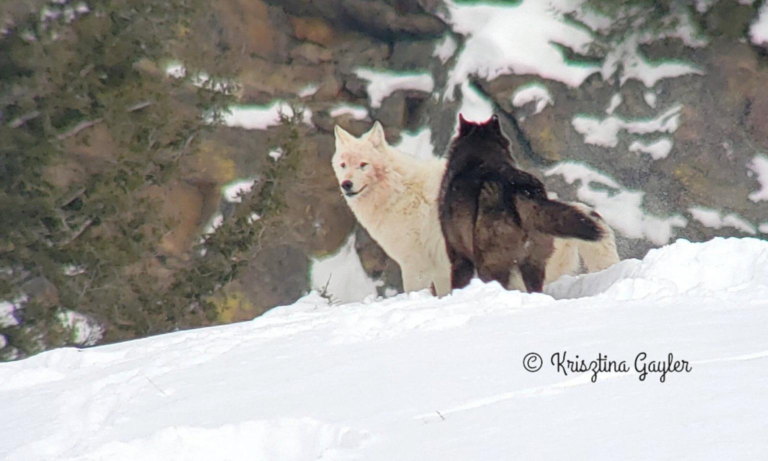 Photo Essay: Wolf Breeding Season - Rewilding