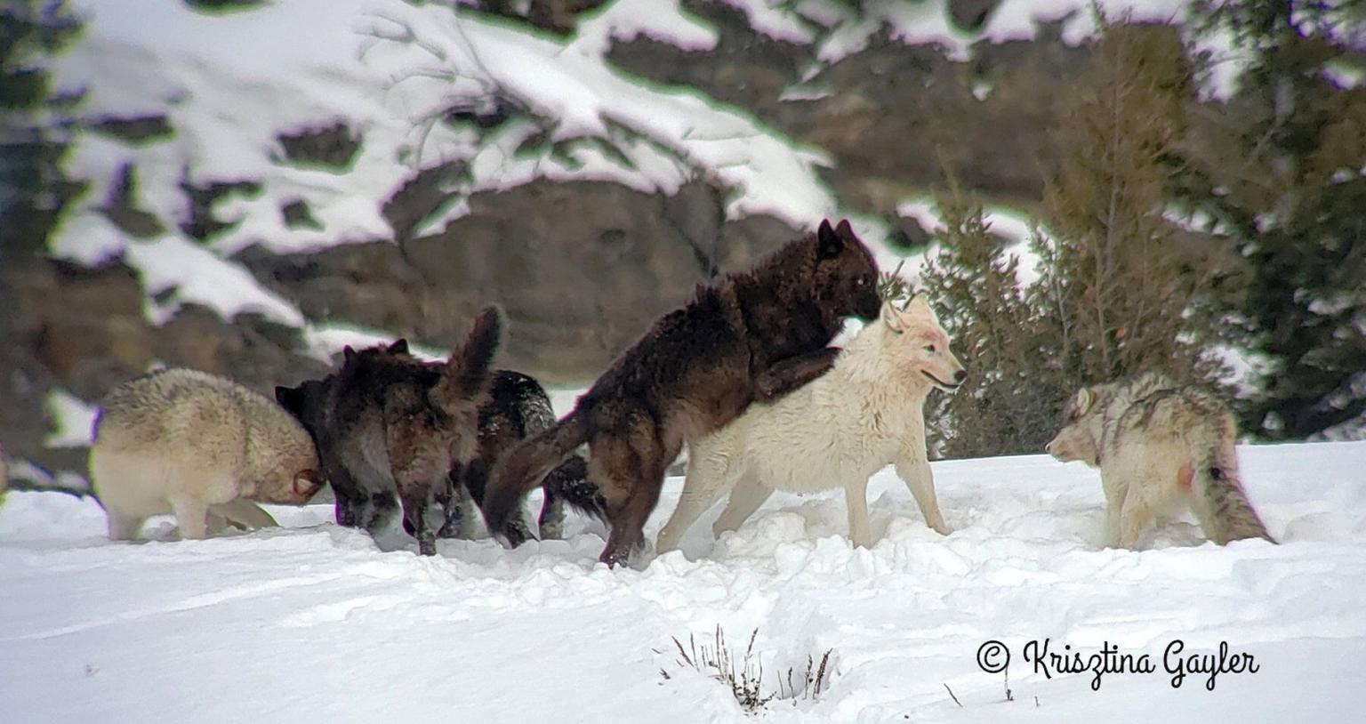 Photo Essay: Wolf Breeding Season - Rewilding
