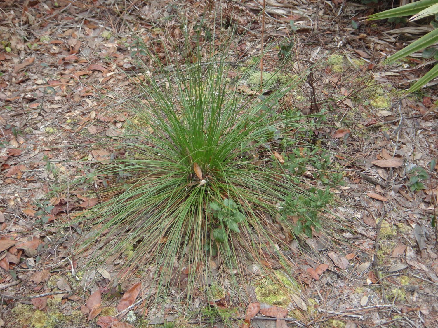 Longleaf Pine Ecology and Restoration at Riza Nature Preserve, Florida ...
