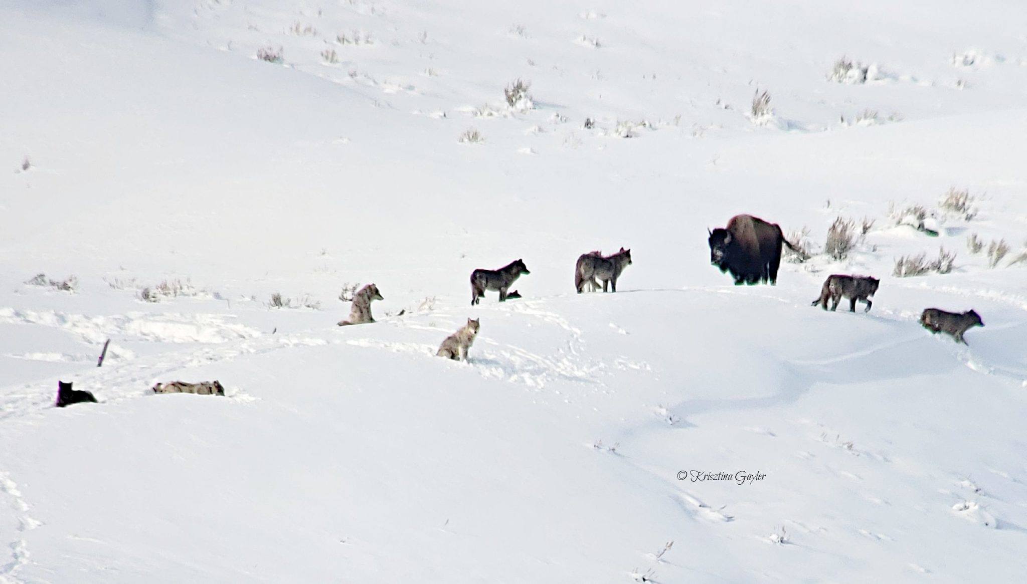 Photo Essay: Wolves - Rewilding