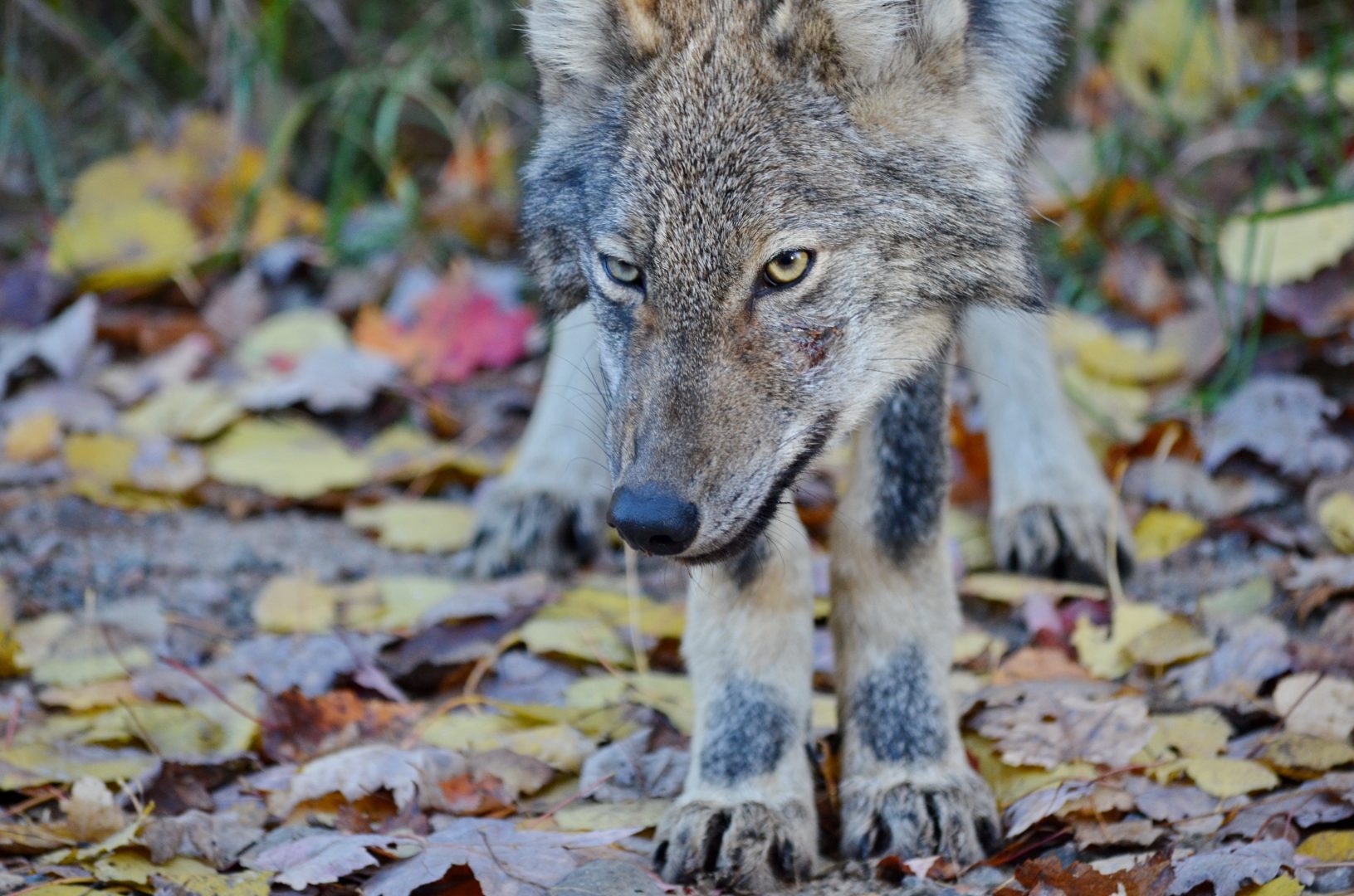 Dozens of Conservation Groups, Scientists Call on New York to Protect ...