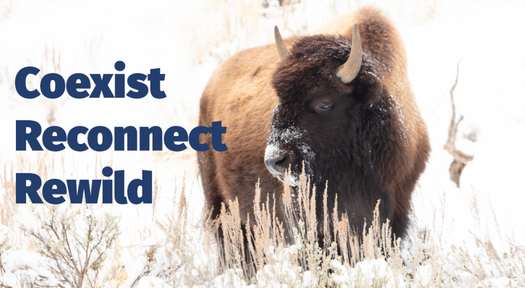 North American Wildways Archives - Rewilding