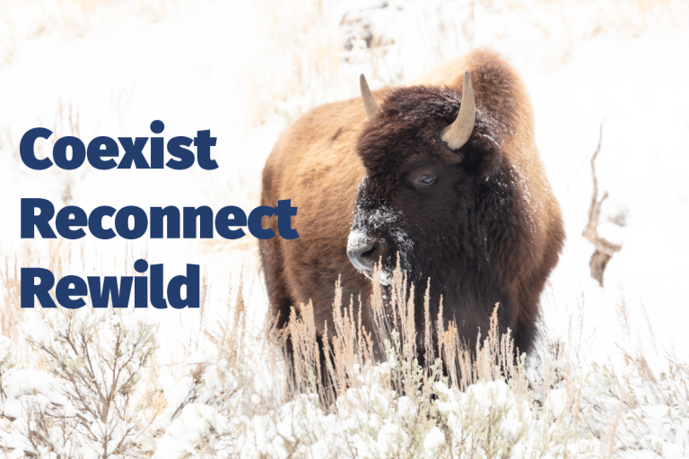 Bold New Initiative to Rewild the Midwest - Rewilding