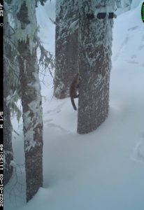 For the first time, camera station documents a Pacific marten in ...