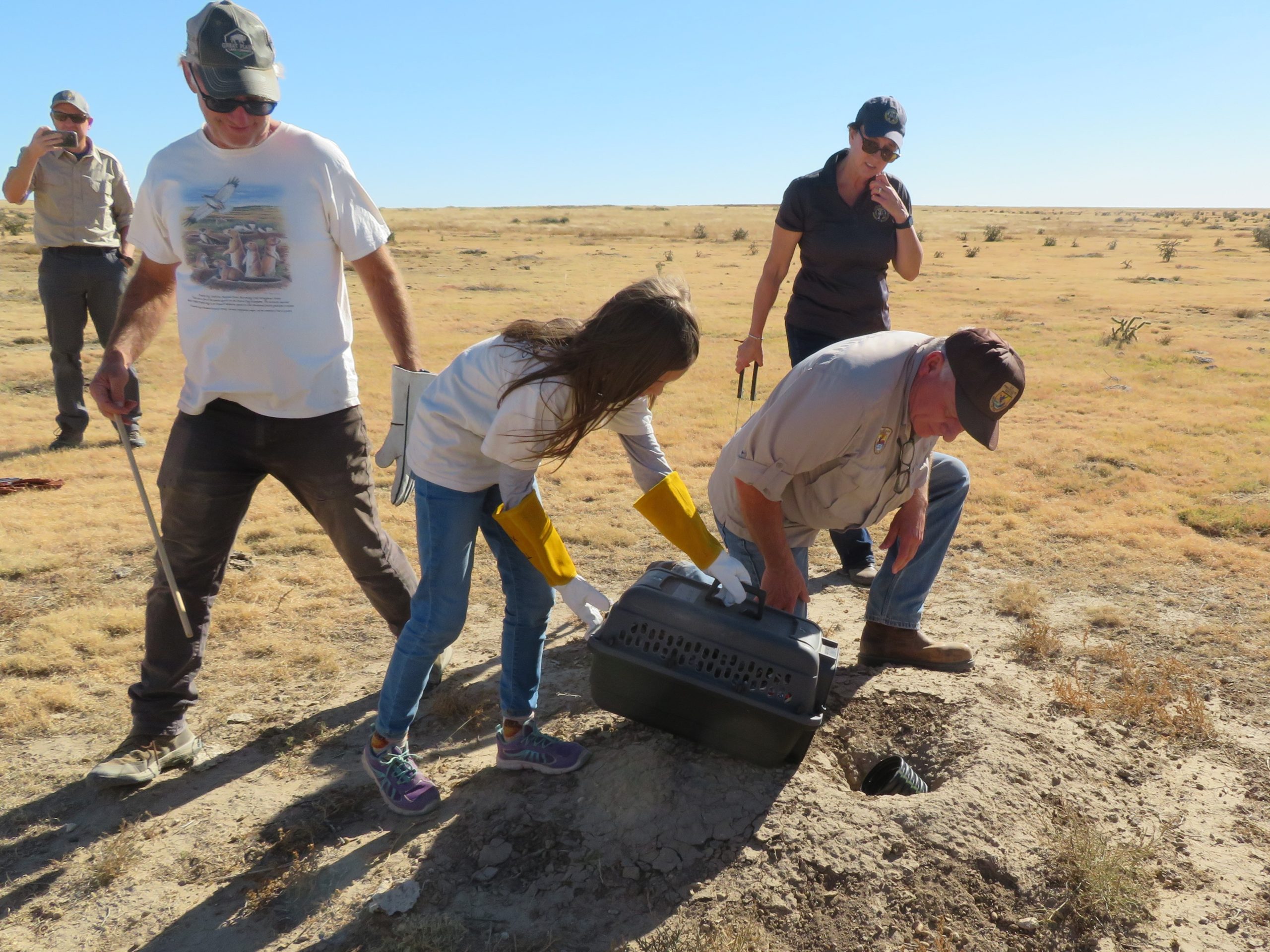 Endangered black-footed ferrets released on Heartland Ranch - Rewilding