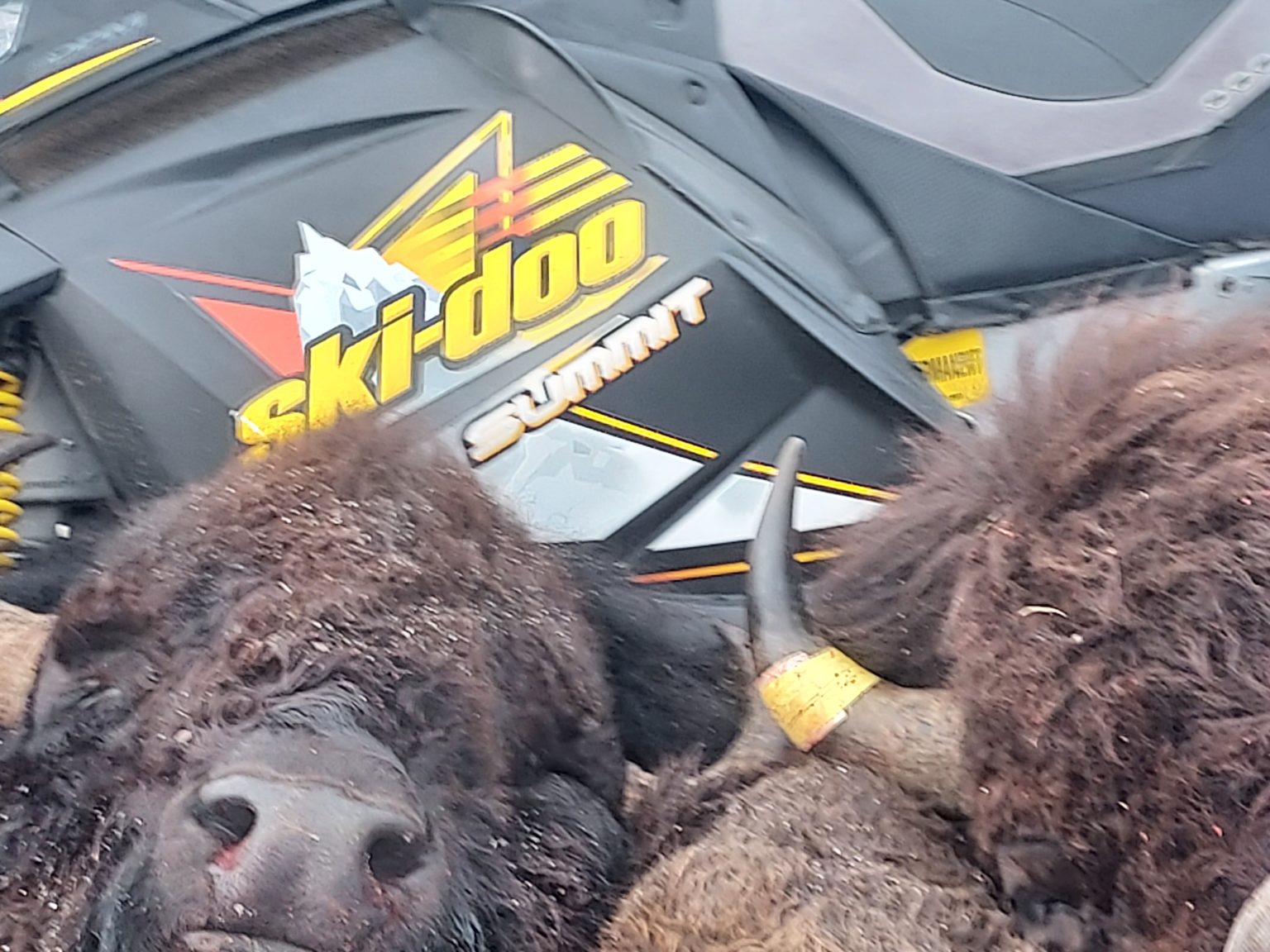 Expansion and Restoration of Bison to Greater Yellowstone Ecosystem ...