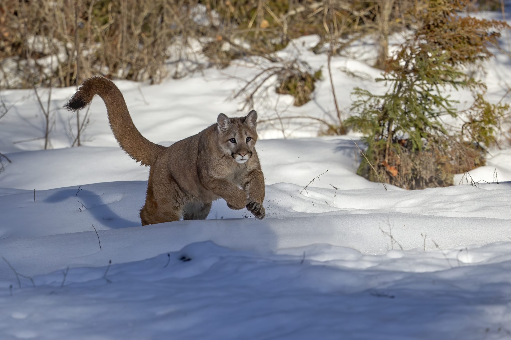 THE STORY OF A RECOVERABLE EARTH - Rewilding