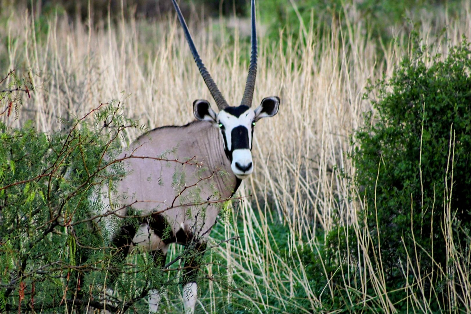 Megafauna Aliens of the Borderlands - Rewilding