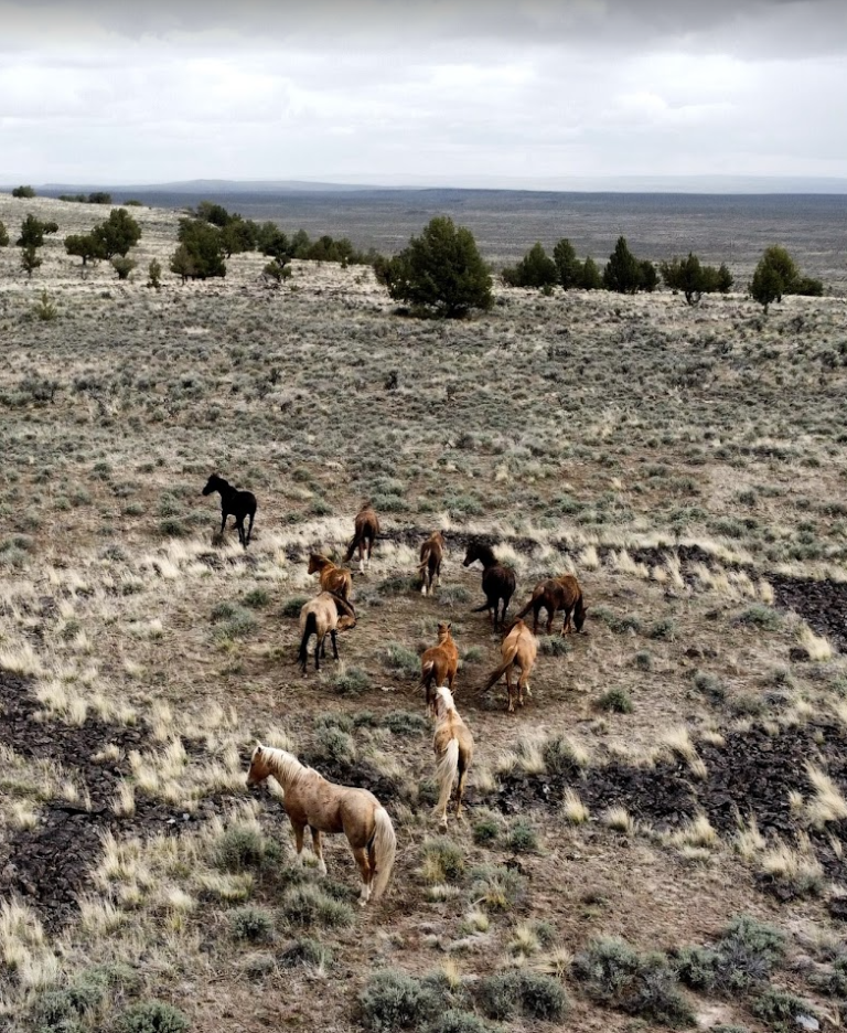 Rewilding with Wild Horses - Rewilding