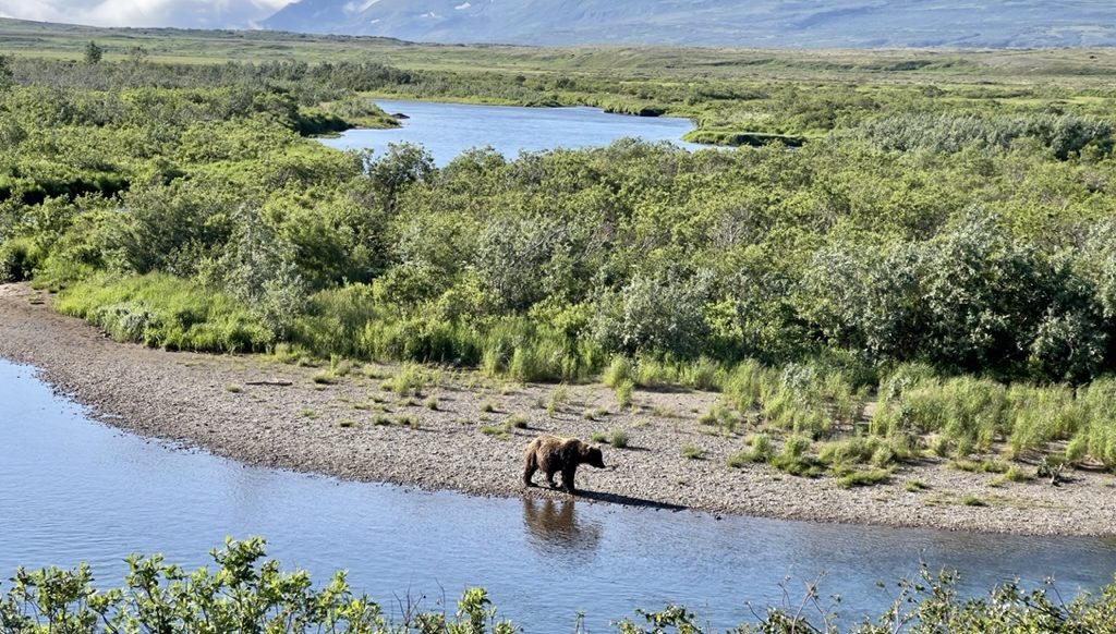 North American Wildways Archives - Rewilding