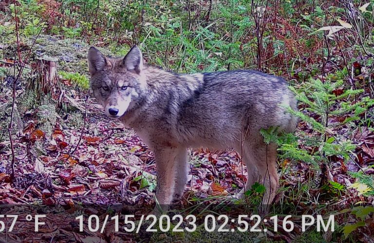 Exploring the Identity of Wild Canids in the Northeast - Rewilding