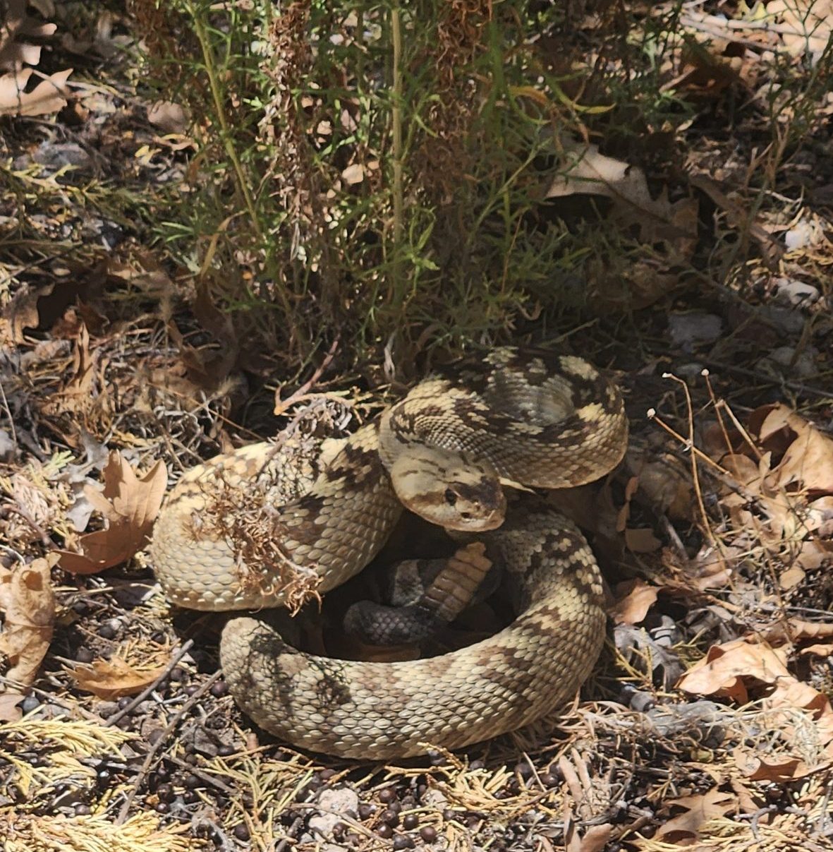 Exploring a Wilderness Milestone – Gila Hits a Hundred - Rewilding