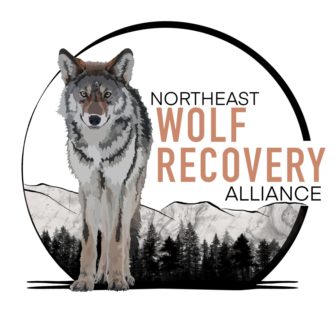 Northeast Wolf Recovery Alliance (NEWRA) - Rewilding