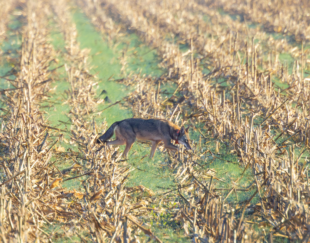 A Milestone in Red Wolf Country - Rewilding