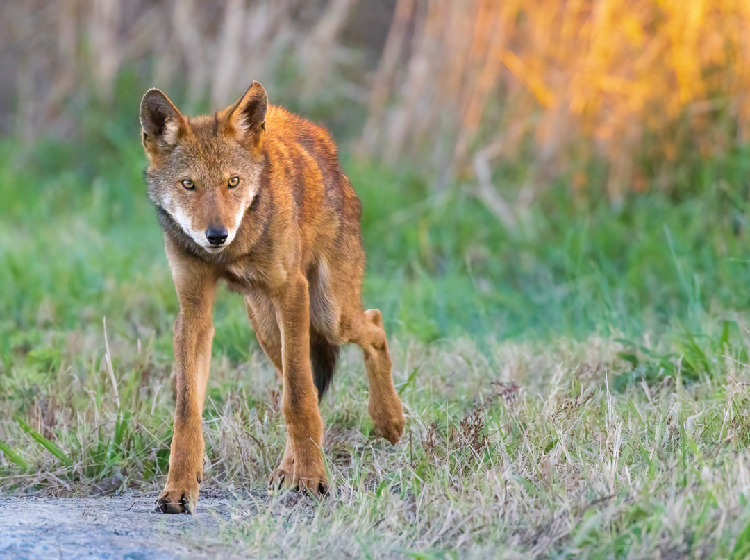 A Milestone in Red Wolf Country - Rewilding