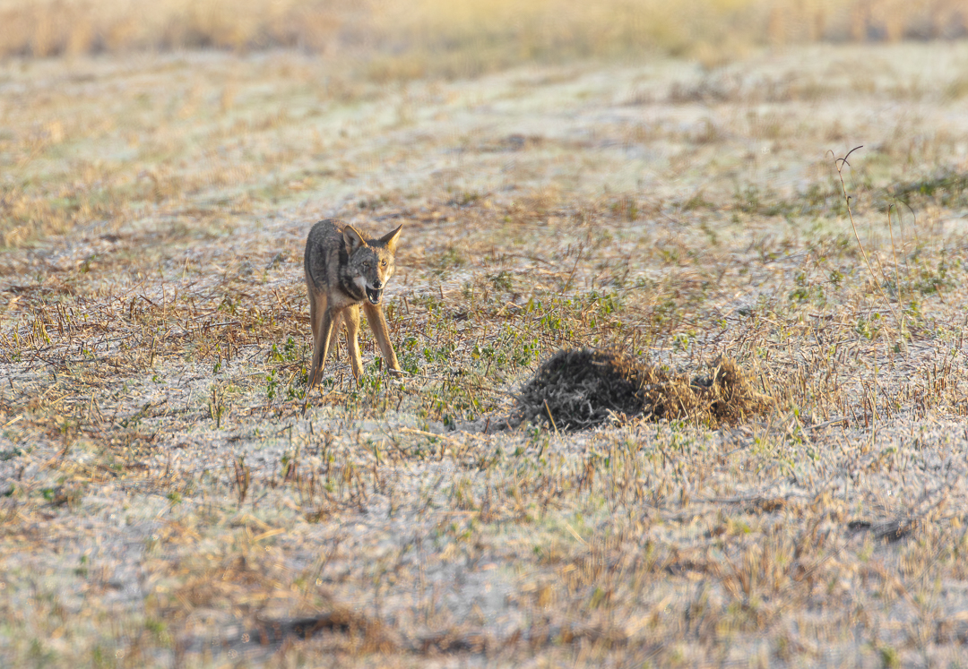 A Milestone in Red Wolf Country - Rewilding