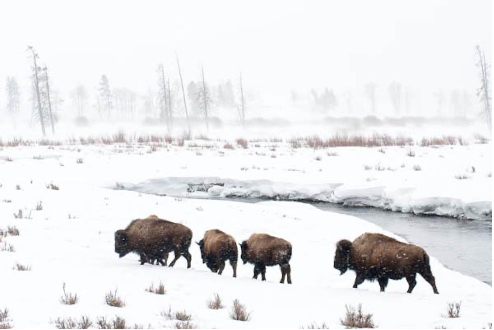 The Need For More Wilderness Preservation - Rewilding