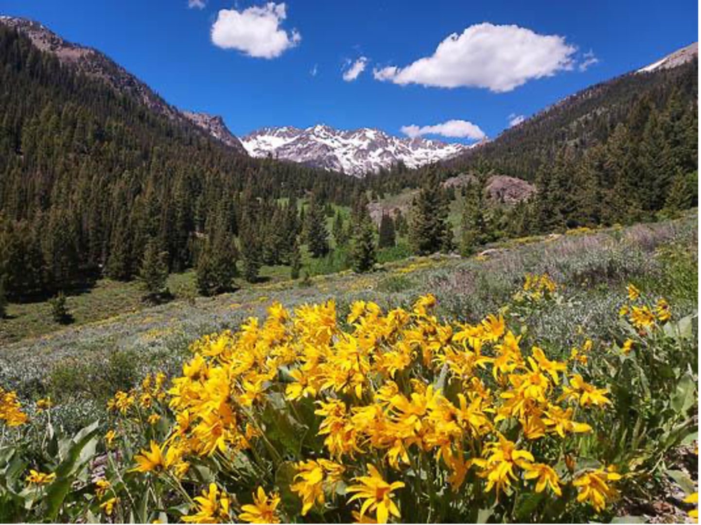 The Need For More Wilderness Preservation - Rewilding