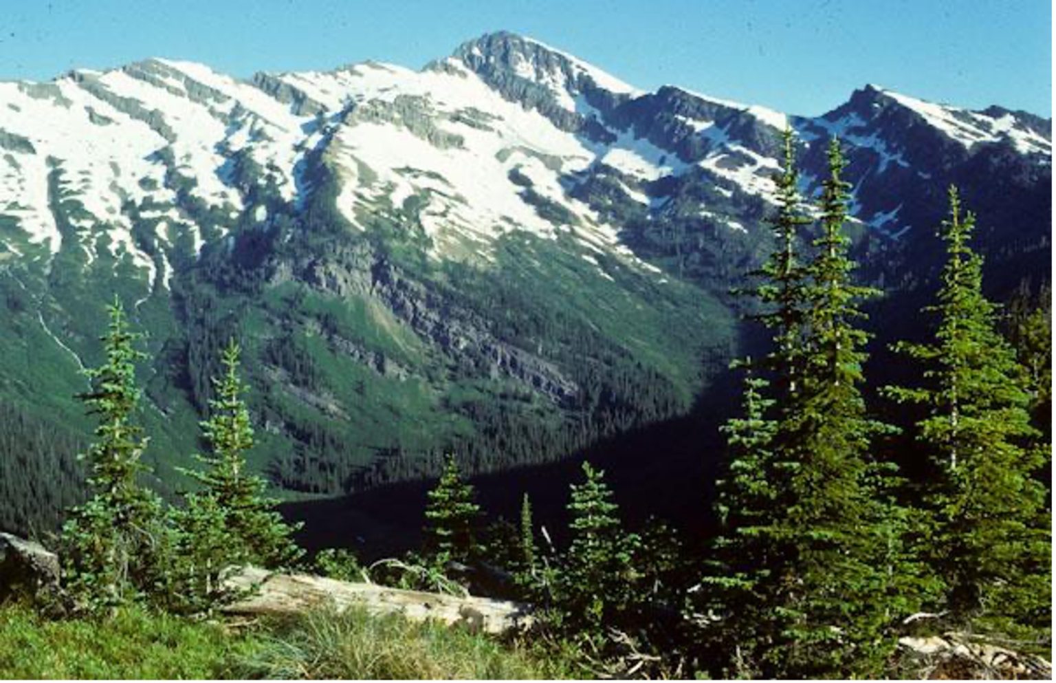 The Need For More Wilderness Preservation - Rewilding