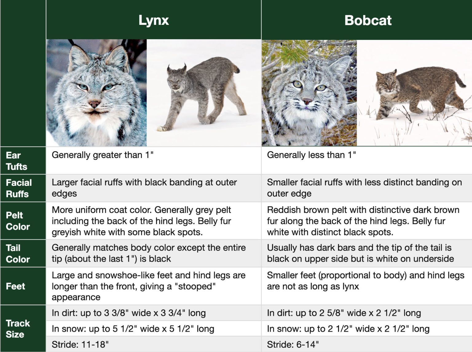 Mistaken Identity No Excuse for Harming Critical Carnivores - Rewilding