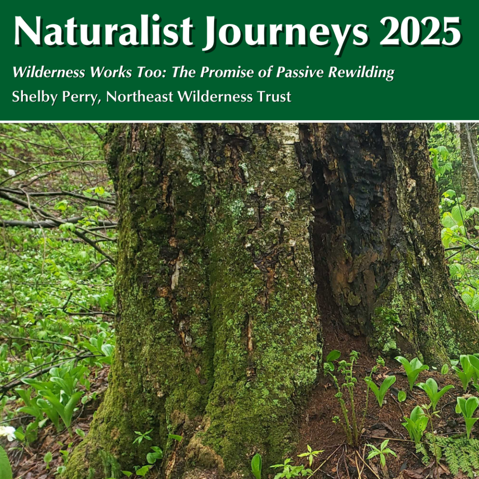 Wilderness Works Too: The Promise of Passive Rewilding - Rewilding