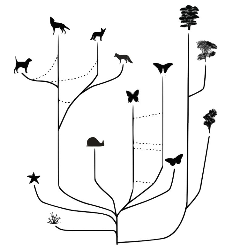 Wild Pairings: The Pitfalls and Promises of Hybridization - Rewilding