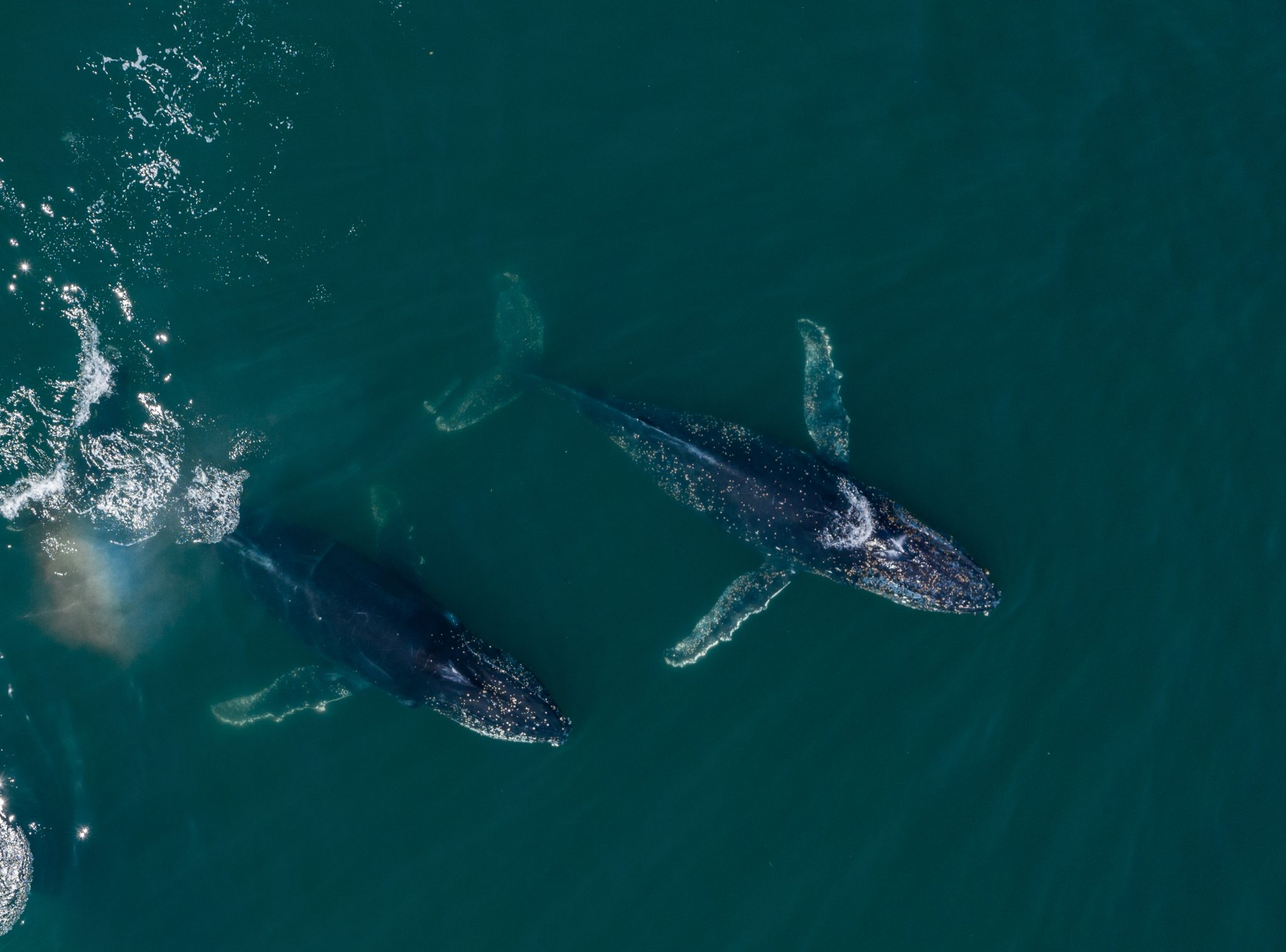 Argentina's New Patagonia Azul Provincial Park Secures A Vital Hotspot ...
