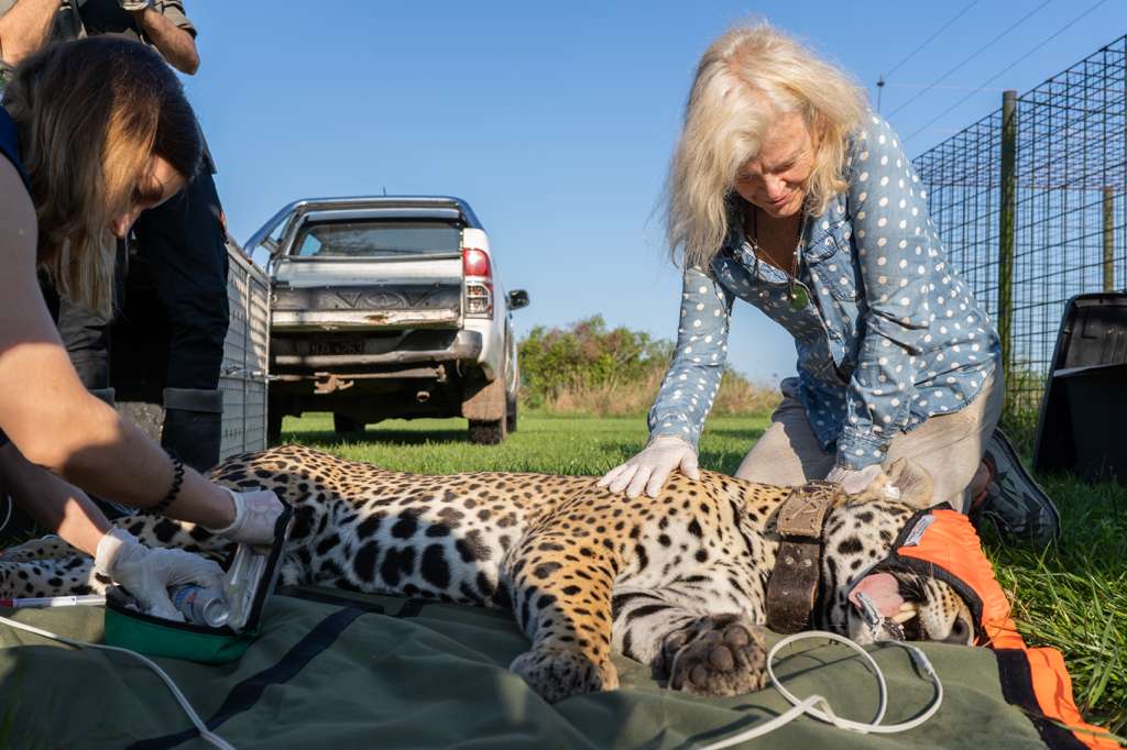 Episode 157 Jaguar Rivers Initiative