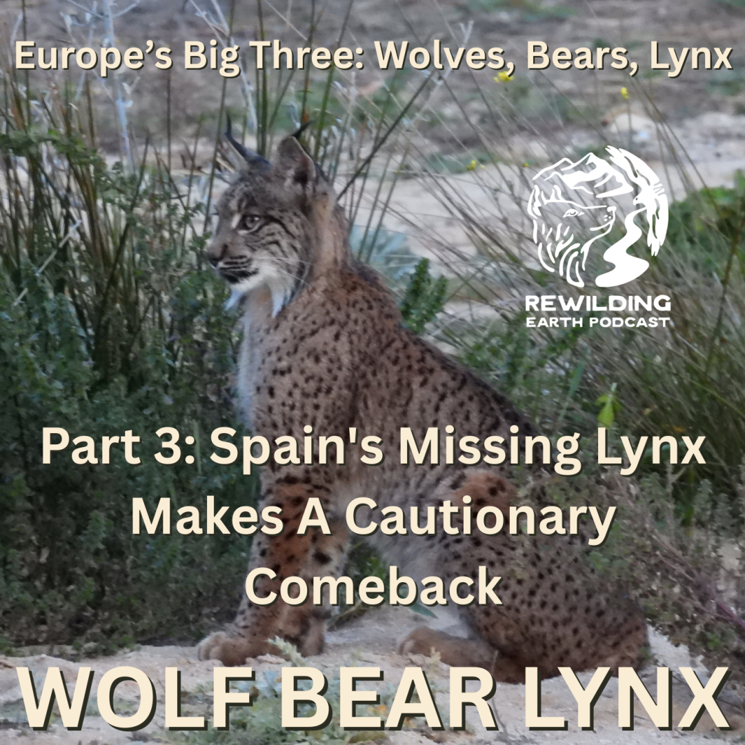 Episode 160: Europe’s Big Three - Wolves, Bears, Lynx. Part 3: Spain's ...