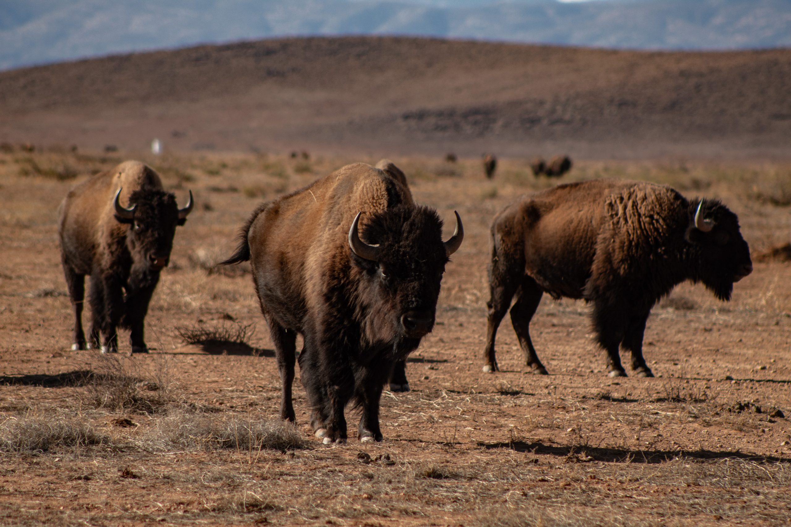 Episode 164: Cuenca Los Ojos - A Rewilding Success Story Still Being ...