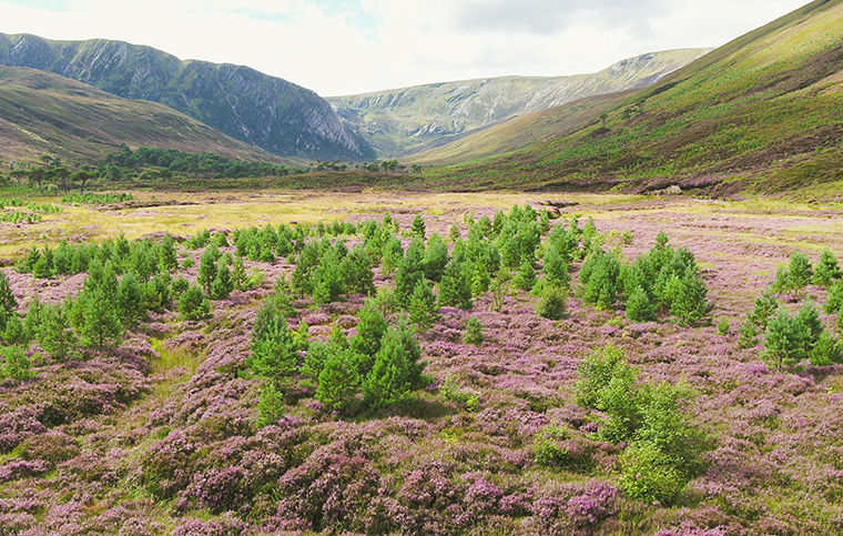 Episode 167: Paul Lister on Rewilding Scotland's Highlands at Alladale ...