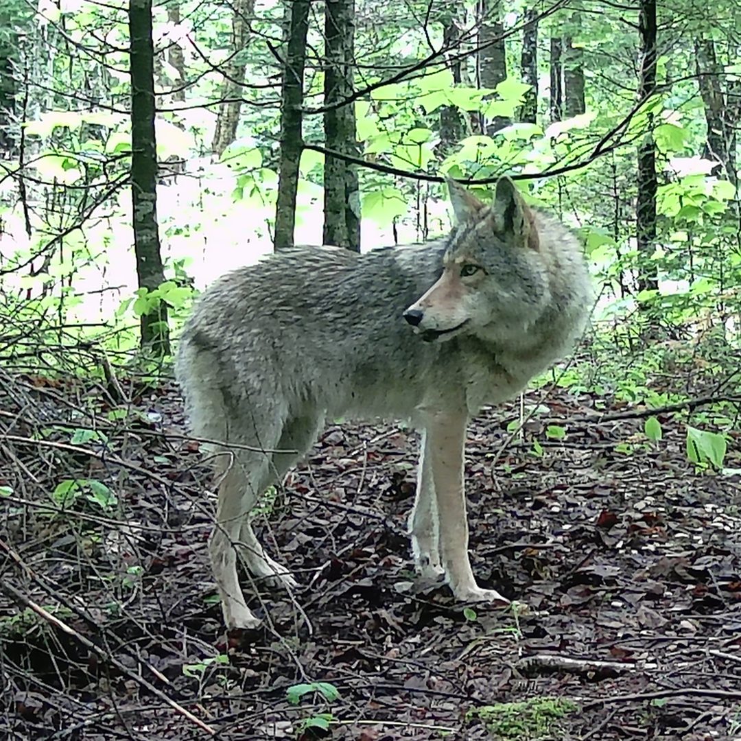 Wolves in 2026: Threats from Washington, DC; Hope in the Northeast ...